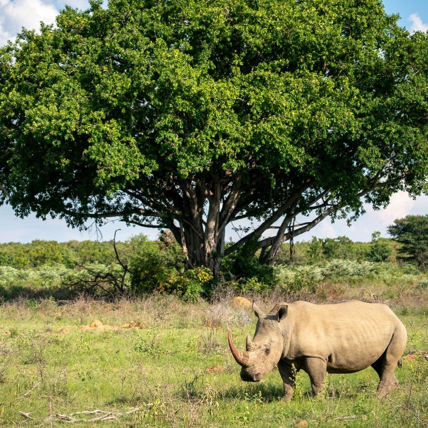 Where Rugged Meets Wilderness - Exclusive Interview with Lapalala